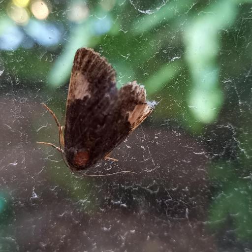 The Druid (Aedia Funesta) Insect Identification Guide, Habitat & Facts