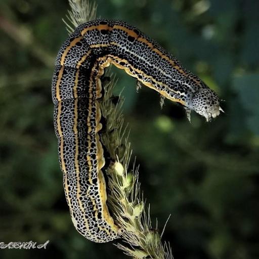 The Sorcerer (Aedia Leucomelas) Insect Identification Guide, Habitat ...