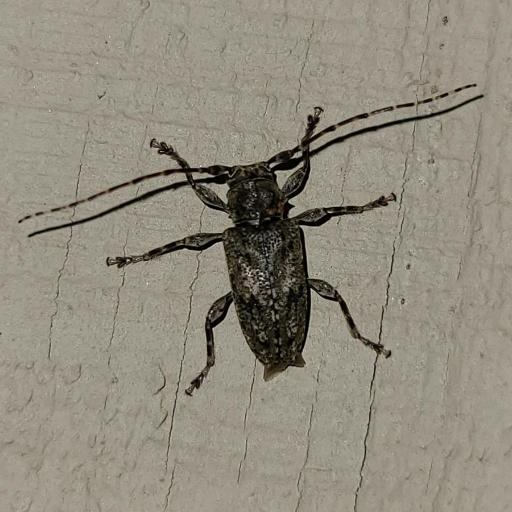 Aegomorphus Modestus Insect Identification Guide, Habitat & Facts