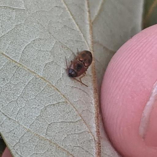 Sweet Click Beetle (Aeolus Mellillus) Insect Identification Guide ...