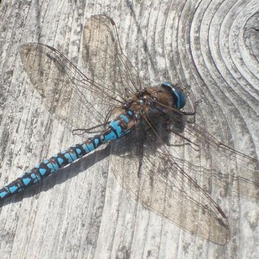 Azure Hawker (Aeshna Caerulea) Insect Identification Guide, Habitat & Facts