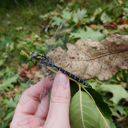 Lance-Tipped Darner (Aeshna Constricta) Insect Identification Guide ...
