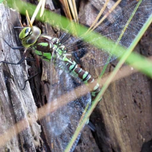 Southern Hawker (Aeshna Cyanea) Insect Identification Guide, Habitat ...