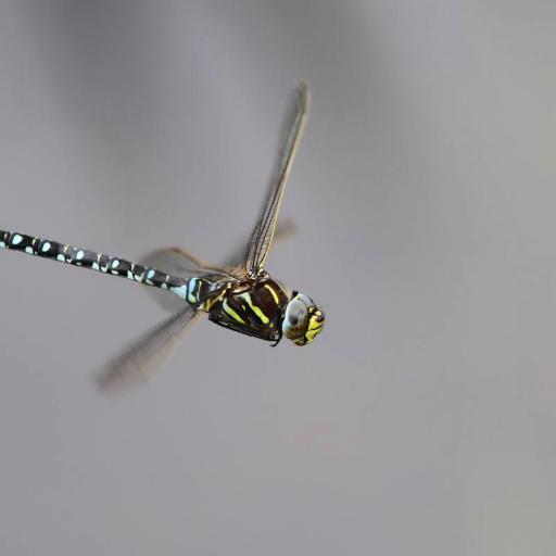 Sedge Darner (Aeshna Juncea) Insect Identification Guide, Habitat & Facts