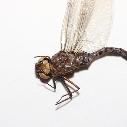 Zigzag Darner (Aeshna Sitchensis) Insect Identification Guide, Habitat ...