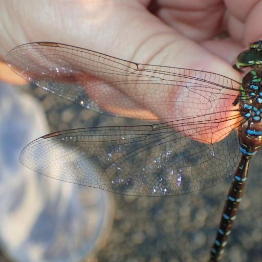 Black-Tipped Darner (Aeshna Tuberculifera) Insect Identification Guide ...