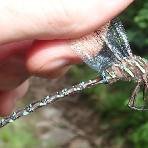 Shadow Darner (Aeshna Umbrosa) Insect Identification Guide, Habitat & Facts