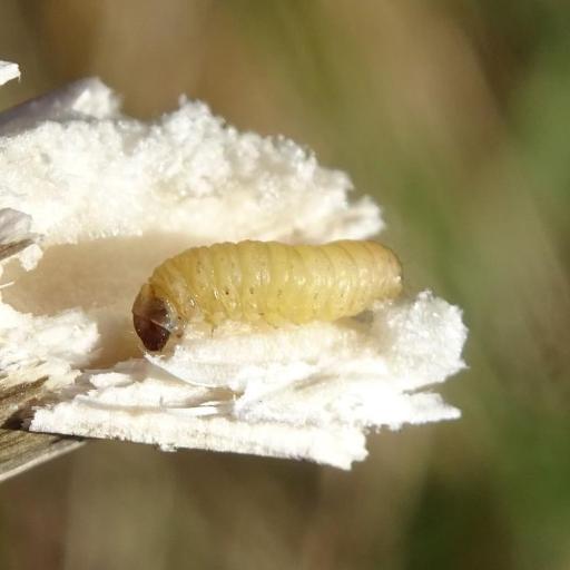 Red Postman (Heliconius Erato) Insect Identification Guide, Habitat & Facts
