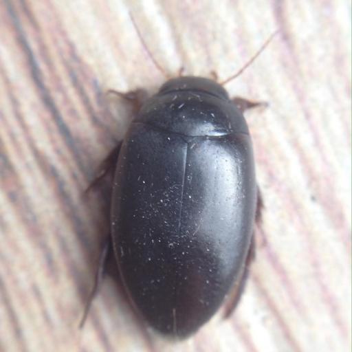 Agabus Bipustulatus Insect Identification Guide, Habitat & Facts