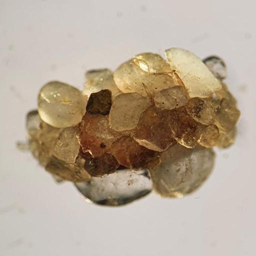 Agapetus Fuscipes Insect Identification Guide, Habitat & Facts