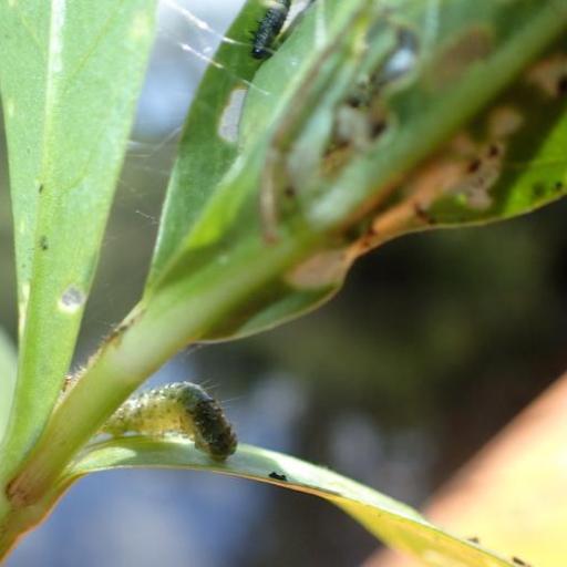 Alligatorweed Flea Beetle (Agasicles Hygrophila) Insect Identification ...