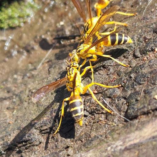Gregarious Paper Wasps (Agelaia) Insect Identification Guide, Habitat ...
