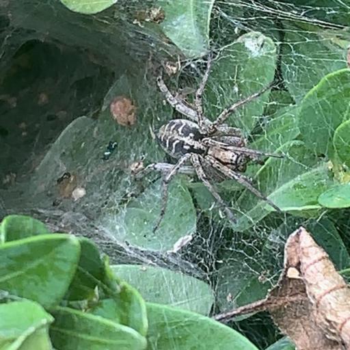 Labyrinth Spider (Agelena Labyrinthica) Insect Identification Guide ...
