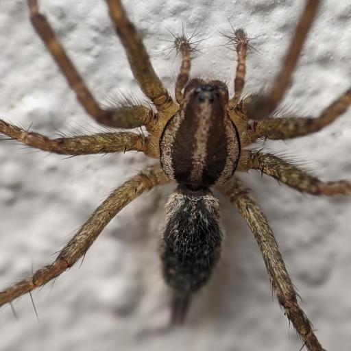 Grass Spiders (Agelenopsis) Insect Identification Guide, Habitat & Facts