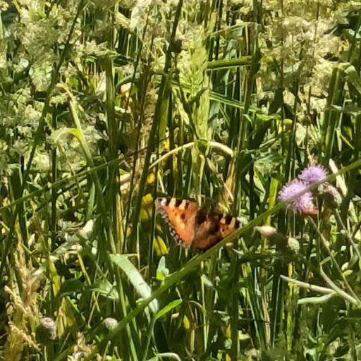 Small Tortoiseshell (Aglais Urticae) Insect Identification Guide ...