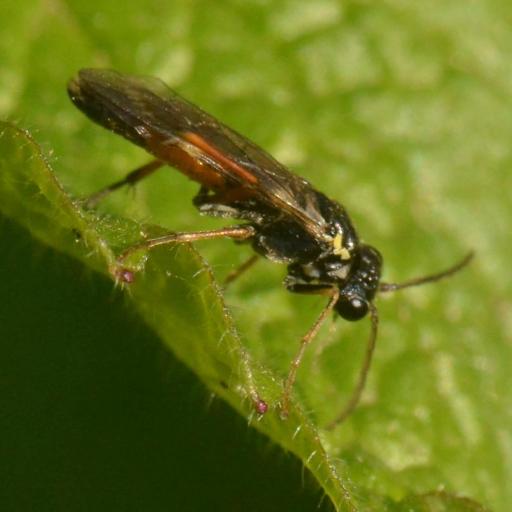 Aglaostigma Insect Identification Guide, Habitat & Facts