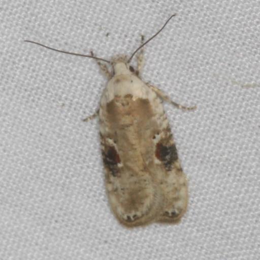 Poison Hemlock Moth (Agonopterix Alstromeriana) Insect Identification ...