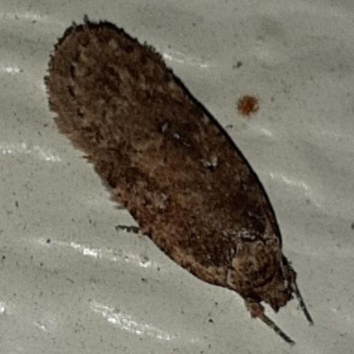 Golden Silk Spider (Trichonephila Clavipes) Insect Identification Guide ...