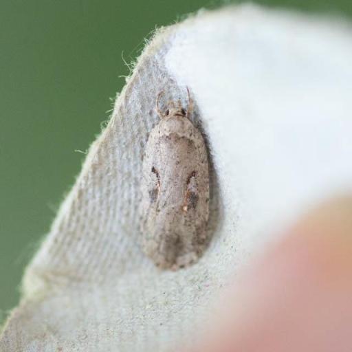 European Medicinal Leech (Hirudo Medicinalis) Insect Identification ...