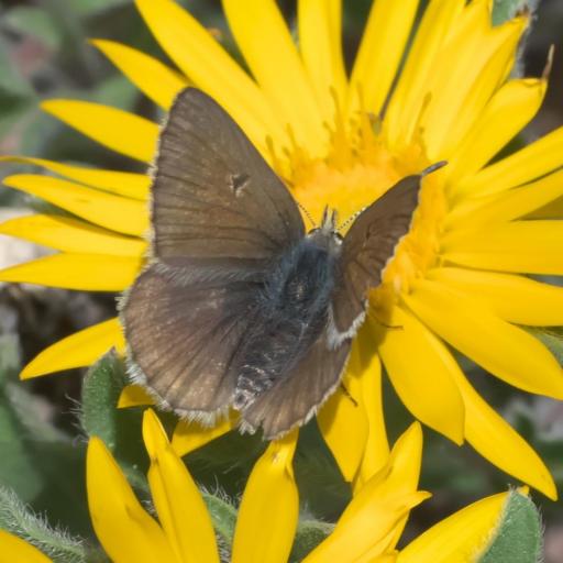 Asian Honey Bee (Apis Cerana) Insect Identification Guide, Habitat & Facts