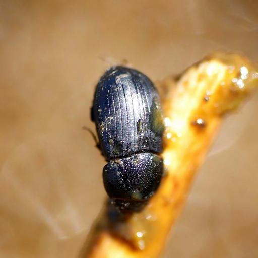 European Firebug (Pyrrhocoris Apterus) Insect Identification Guide ...