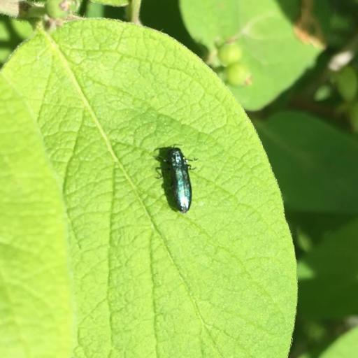 Agrilus Cyanescens Insect Identification Guide, Habitat & Facts