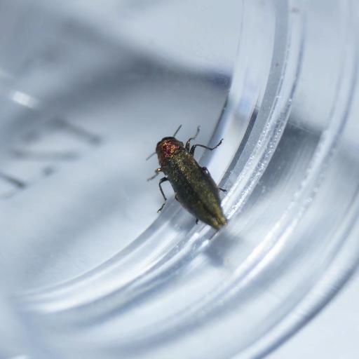 Flatheaded Wood Borer (Agrilus Viridis) Insect Identification Guide ...