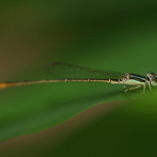 Wandering Midget (Agriocnemis Pygmaea) Insect Identification Guide ...
