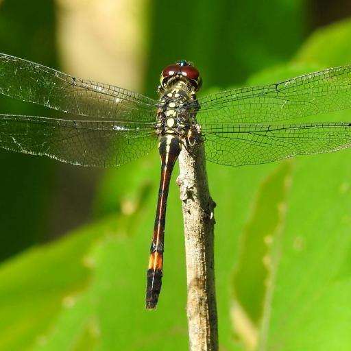 Grenadier (Agrionoptera Insignis) Insect Identification Guide, Habitat ...