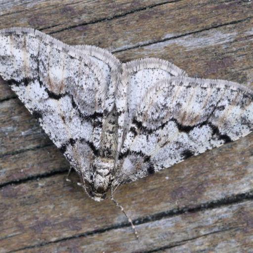 Death's Head Hawkmoth (Acherontia Atropos) Insect Identification Guide ...