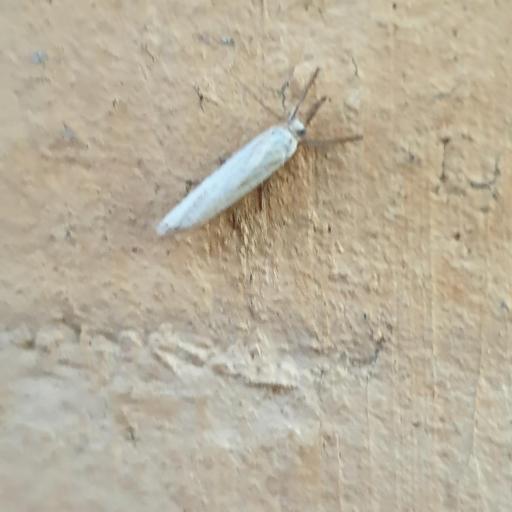 Pearl Veneer (Agriphila Straminella) Insect Identification Guide ...