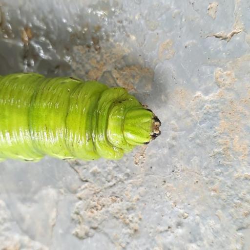 Devil's Coach Horse Beetle (Ocypus Olens) Insect Identification Guide ...