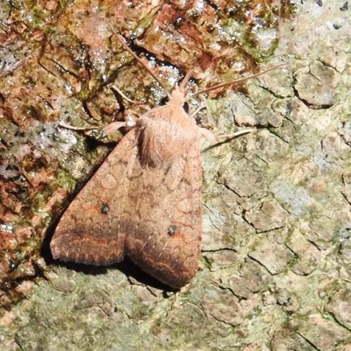 Leopard Slug (Limax Maximus) Insect Identification Guide, Habitat & Facts