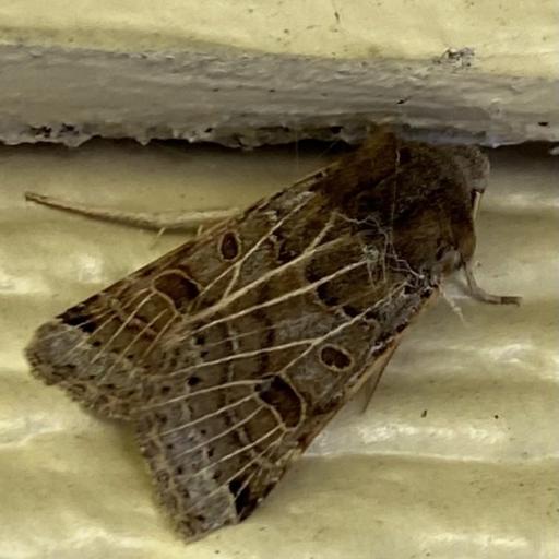 Lunar Underwing (Agrochola Lunosa) Insect Identification Guide, Habitat ...