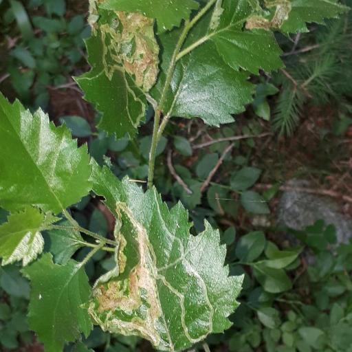 Birch Leaf Miner (Agromyza Alnibetulae) Insect Identification Guide ...