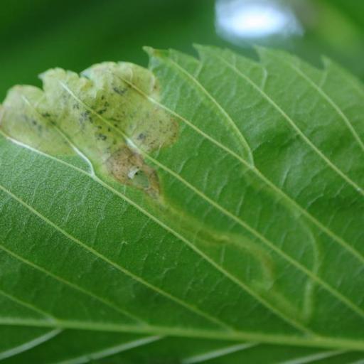 Elm Agromyzid Leafminer (Agromyza Aristata) Insect Identification Guide ...