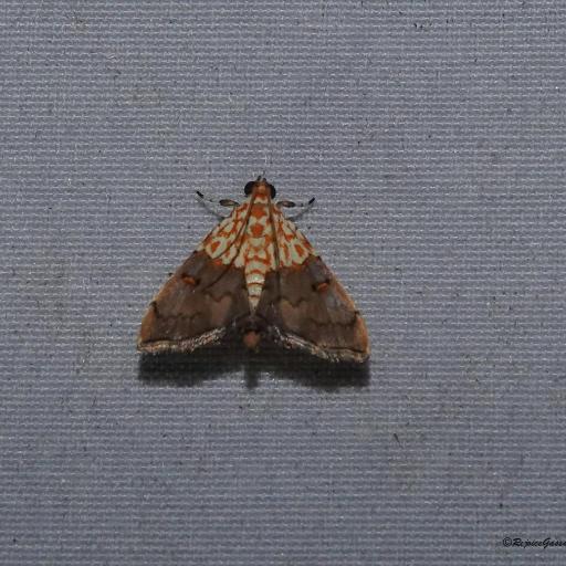 Agrotera Insect Identification Guide, Habitat & Facts