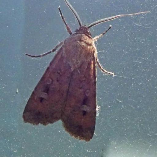 Bogong Moth (Agrotis Infusa) Insect Identification Guide, Habitat & Facts