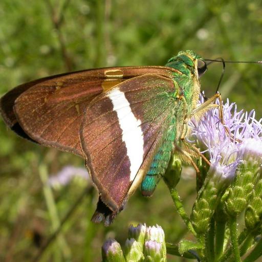 Aguna Insect Identification Guide, Habitat & Facts