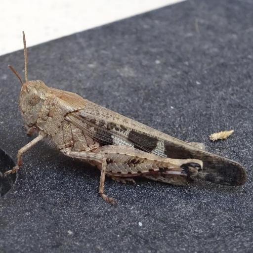 Broad Green-winged Grasshopper (Aiolopus Strepens) Insect ...