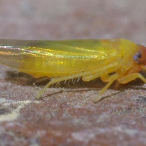 Alebra Insect Identification Guide, Habitat & Facts