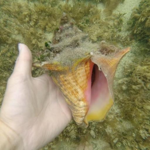 Queen Conch (Aliger Gigas) Insect Identification Guide, Habitat & Facts