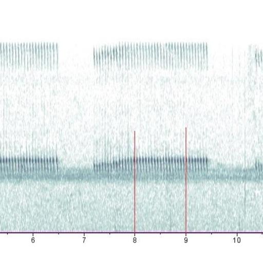 Robust Ground Crickets (Allonemobius) Insect Identification Guide ...