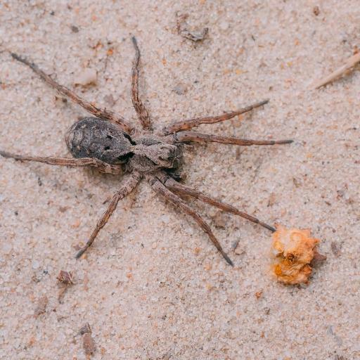 Mammoth Scoliid Wasp (Megascolia Maculata) Insect Identification Guide ...
