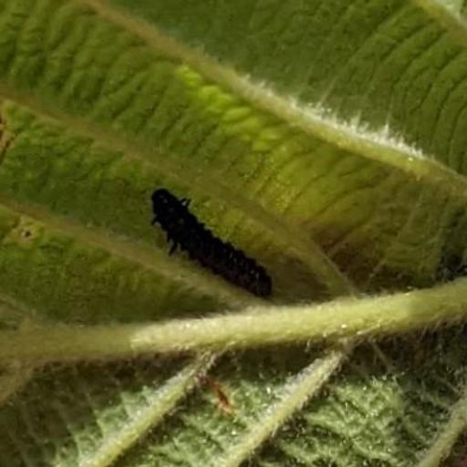 Metallic Flea Beetles (Altica) Insect Identification Guide, Habitat & Facts