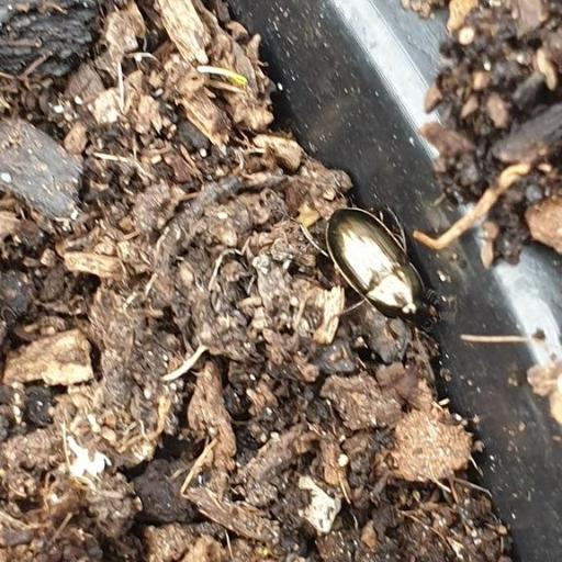 Common Sun Beetle (Amara Aenea) Insect Identification Guide, Habitat ...