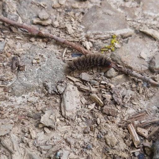 Nine-Spotted Moth (Amata Phegea) Insect Identification Guide, Habitat ...