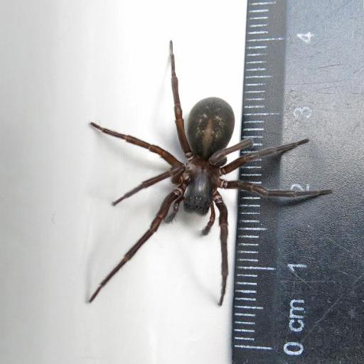 Amaurobius Ferox Group (Amaurobius Ferox) Insect Identification Guide ...