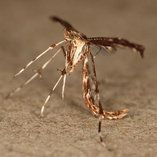 Beautiful Plume Moth (Amblyptilia Acanthadactyla) Insect Identification ...