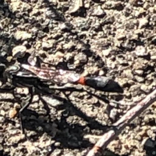 Common Thread-Waisted Wasp (Ammophila Procera) Insect Identification ...